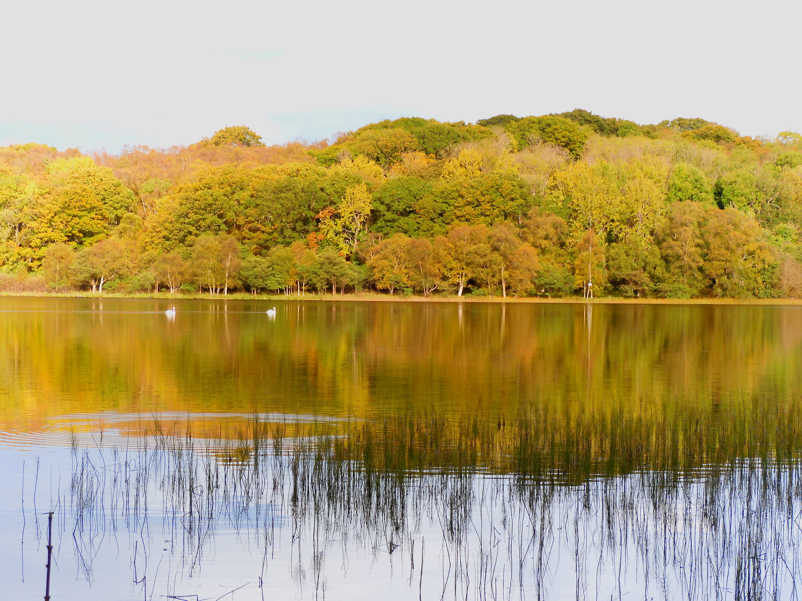 Ely Lodge Forest | Cuilcagh Lakelands Geopark